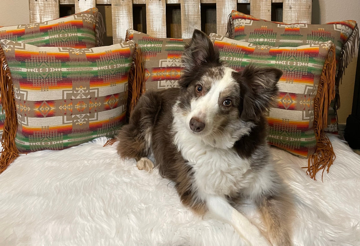 Mini Chief Joseph – Ruby and Fes Customs